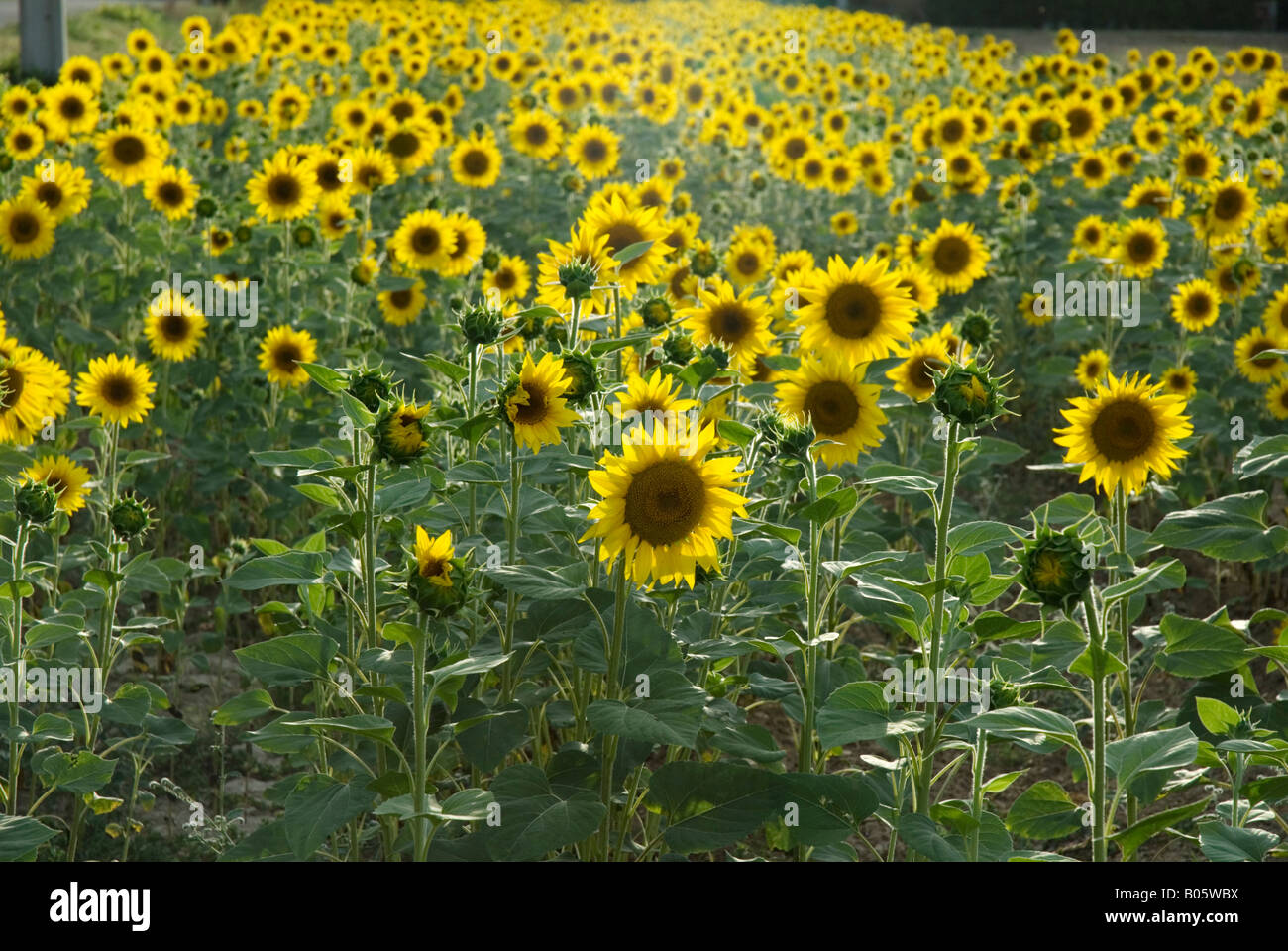 A field of sunflowers in Provence France Stock Photo - Alamy