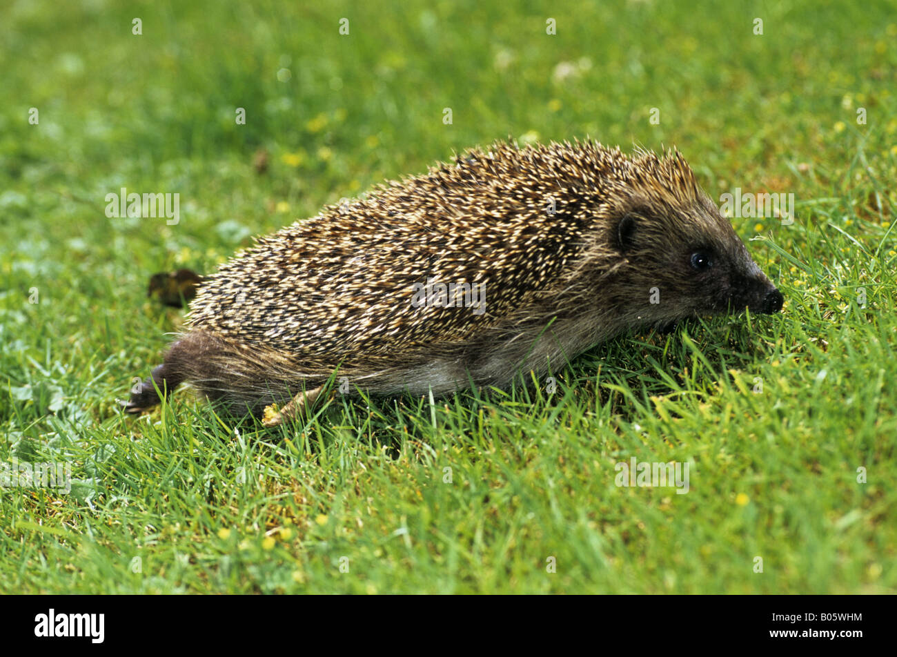 Hedgehog movement hi-res stock photography and images - Alamy