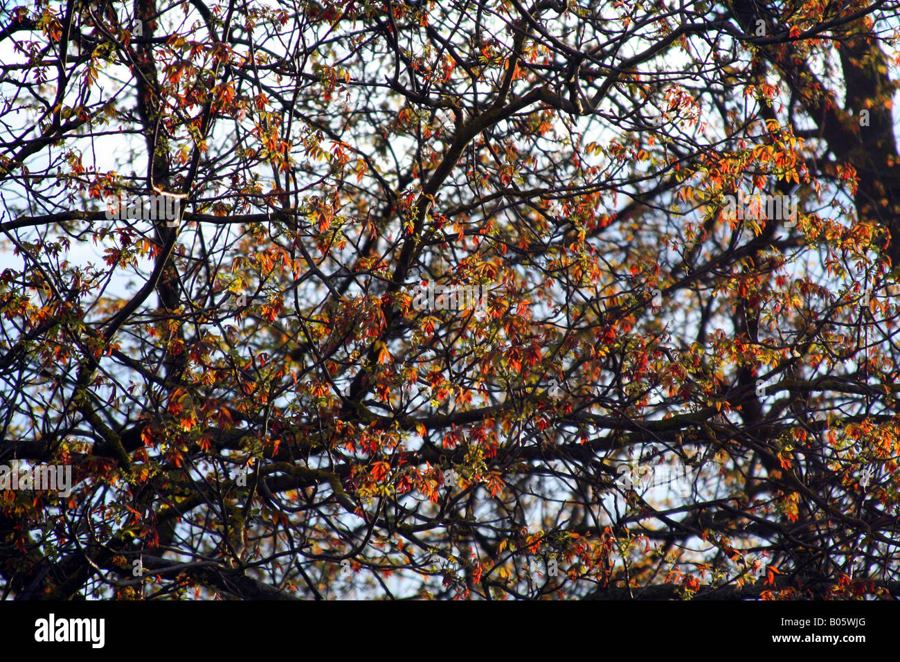 The nut tree hi-res stock photography and images - Alamy