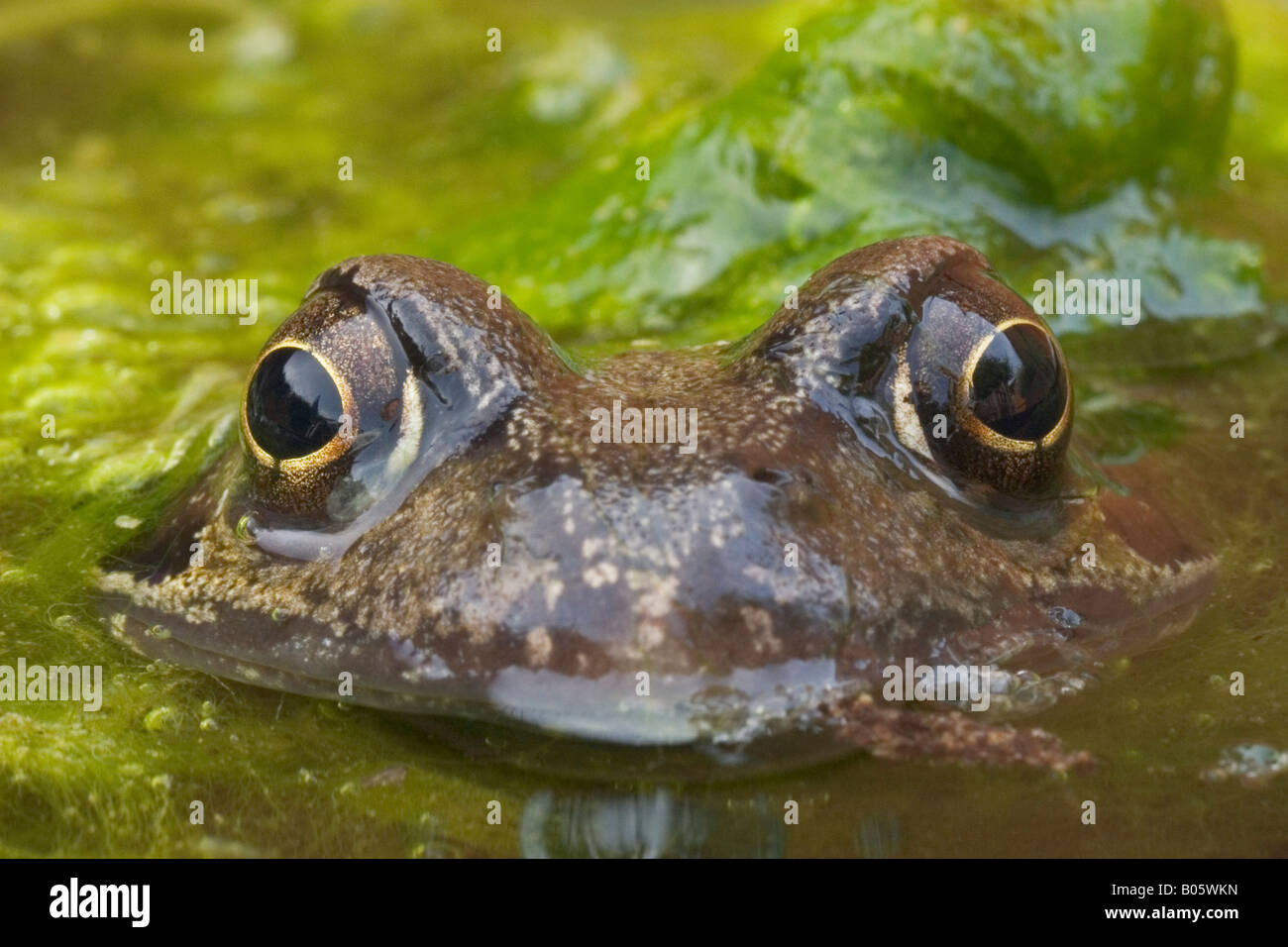 Common frog head in pond Stock Photo - Alamy
