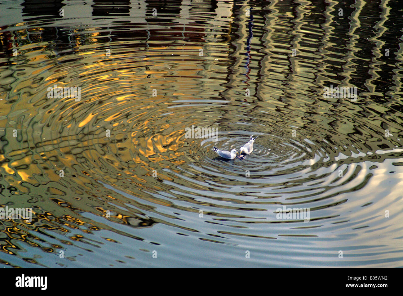 Ripples In Water Pond