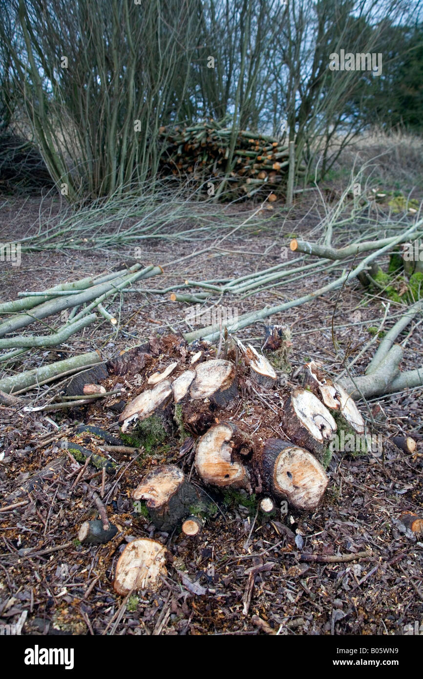 coppiced hazel woodland devon Stock Photo - Alamy