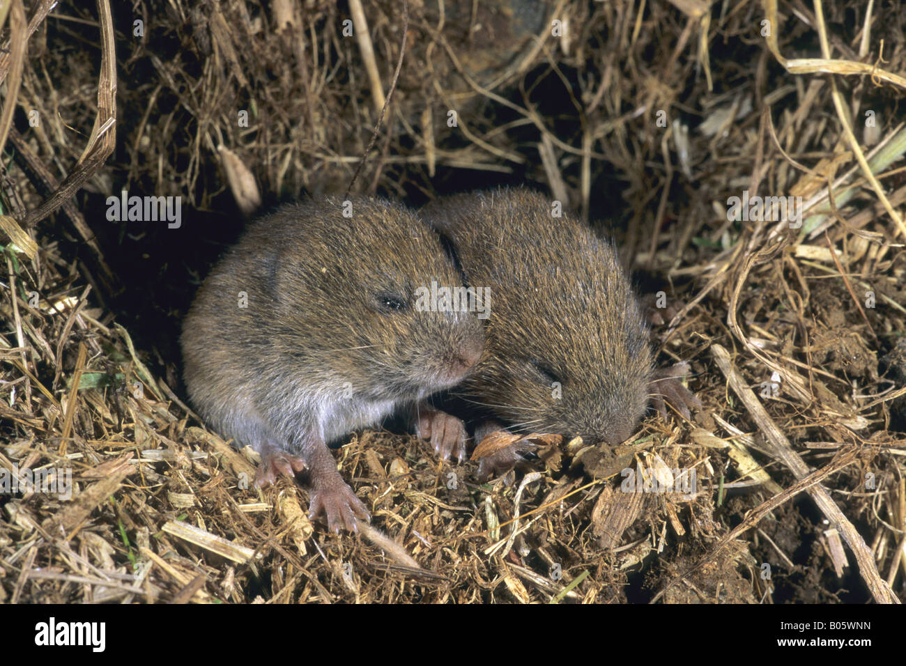 field voles Microtus agrestis young in nest cornwall Stock Photo - Alamy