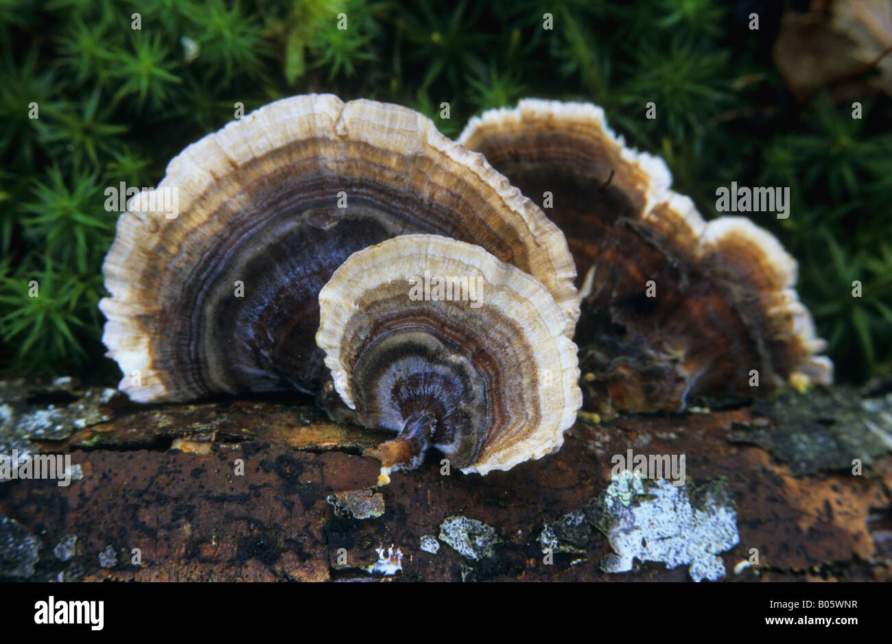 many zoned polypore Coriolus versicolor on a tree trunk Stock Photo - Alamy