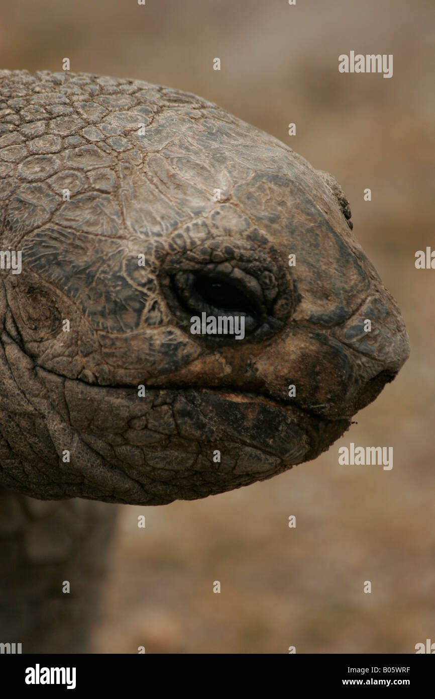 Tortoise head hi-res stock photography and images - Alamy