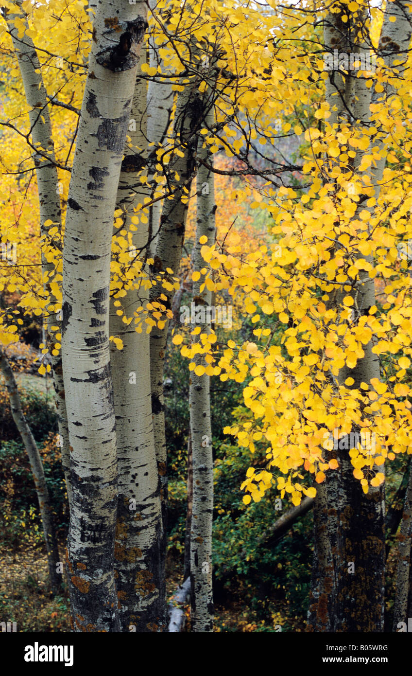 Populu hi-res stock photography and images - Alamy