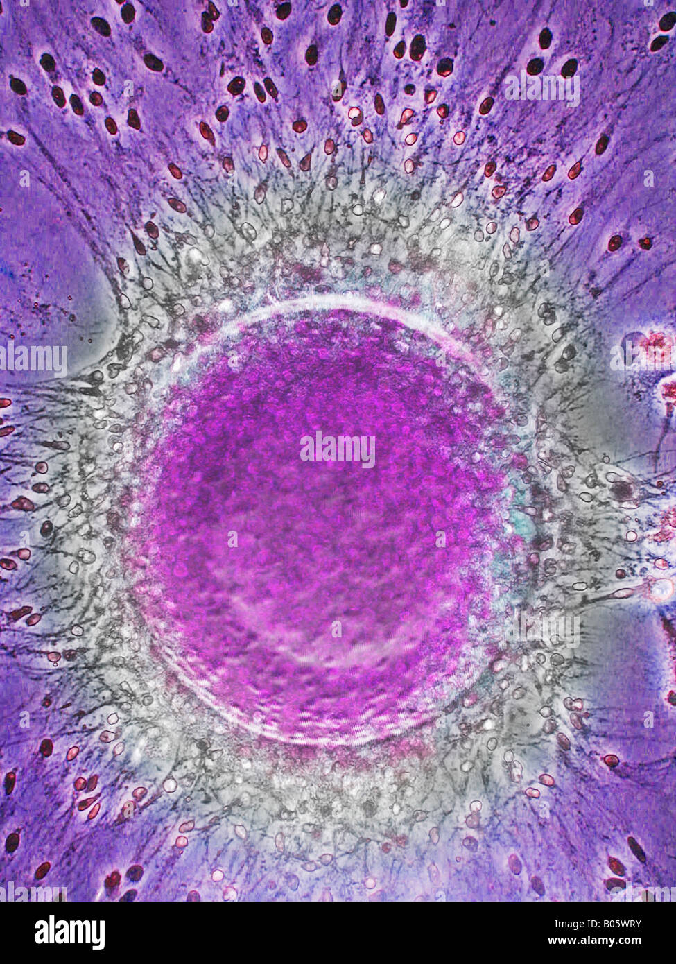 human sperm cells fertilizing egg ovum Stock Photo - Alamy