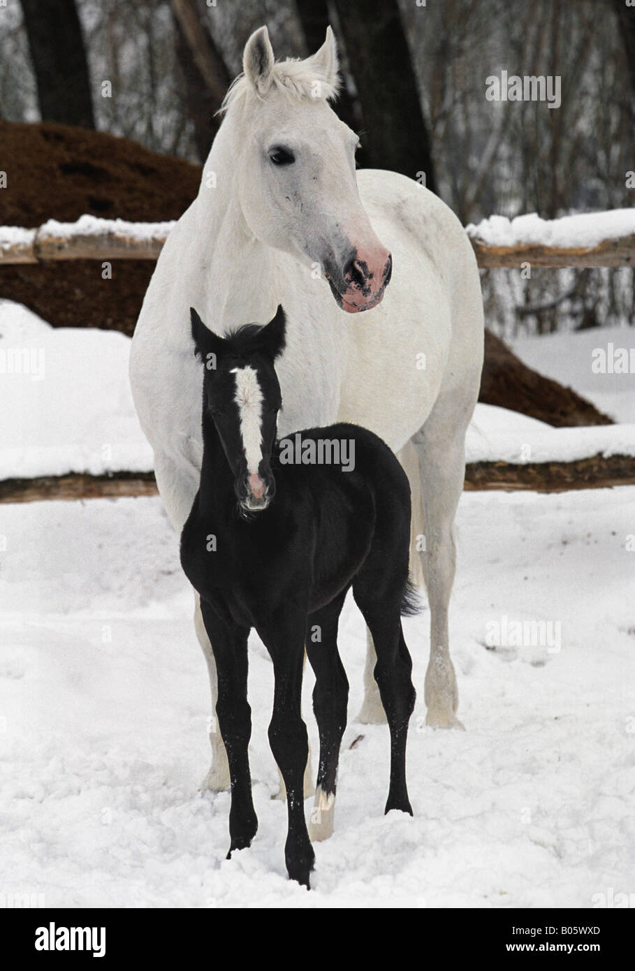 Black And White Foals