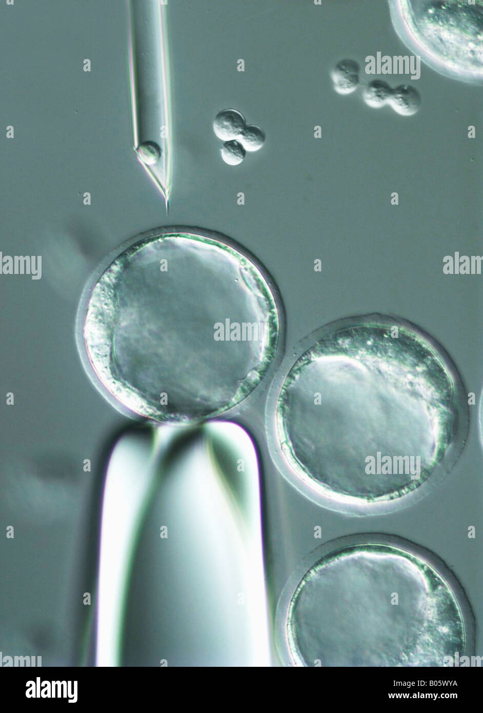 cloning microinjection of human embryonal stem cells ES cells into egg ...