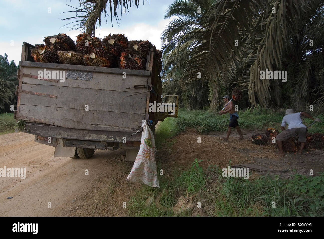 Palm oil workers loading a lorry with palm oil in Kalimantan, Borneo ...
