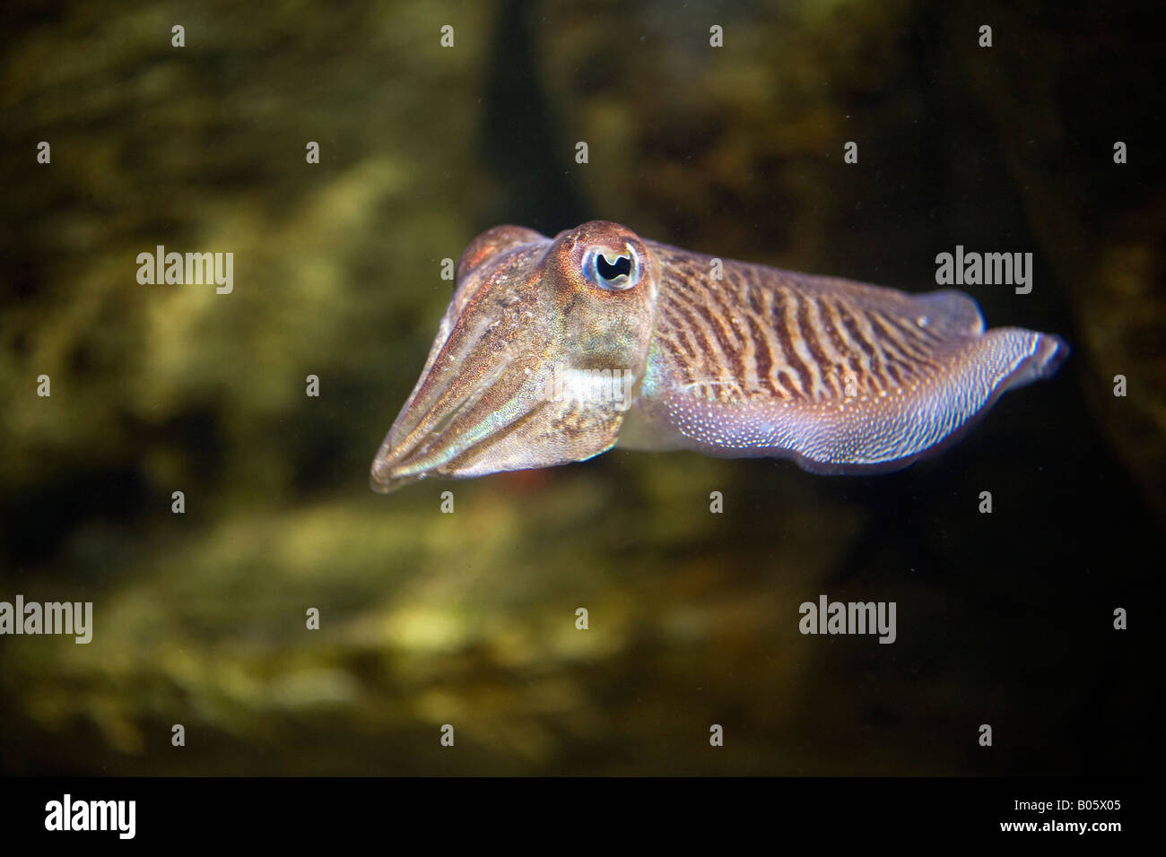 Cuttlefish britain hi-res stock photography and images - Alamy