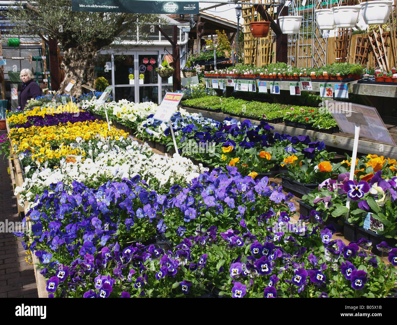 Roses display garden centre hi-res stock photography and images - Alamy