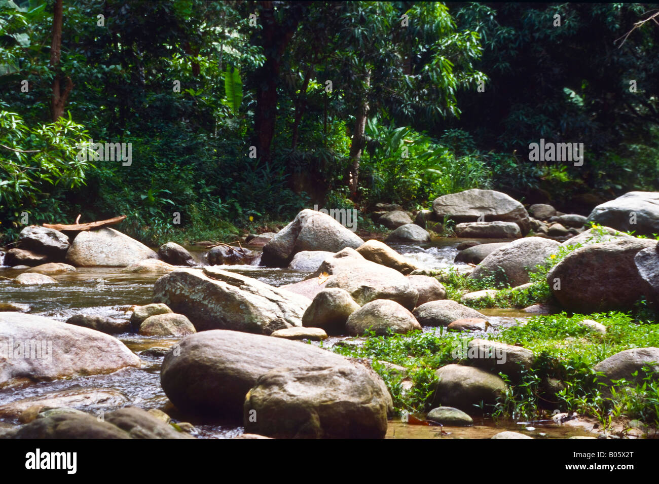 River near Choroni/Puerto Colombia Venezuela Stock Photo - Alamy