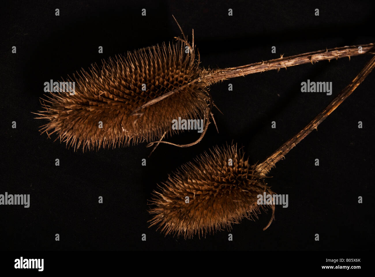 Teasel dried head hi-res stock photography and images - Alamy