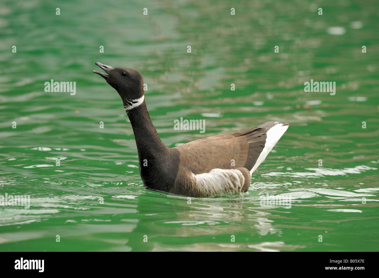 american brant / brent goose (branta bernicla Stock Photo - Alamy