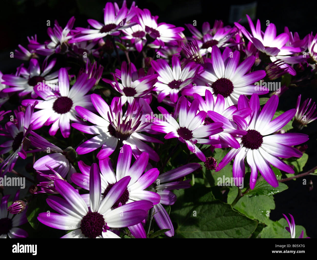 Ideal in containers hi-res stock photography and images - Alamy