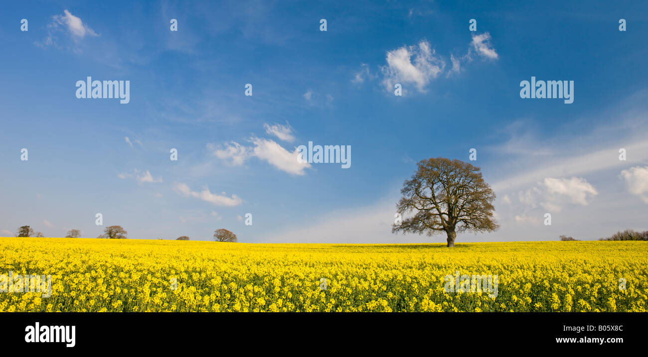 Rapeseed field and mature tree in field Devon England Stock Photo - Alamy