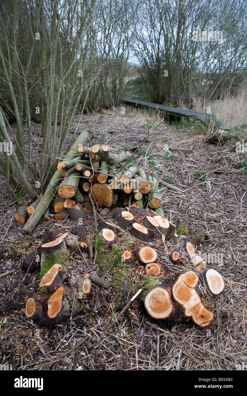 Devon wood hi-res stock photography and images - Alamy