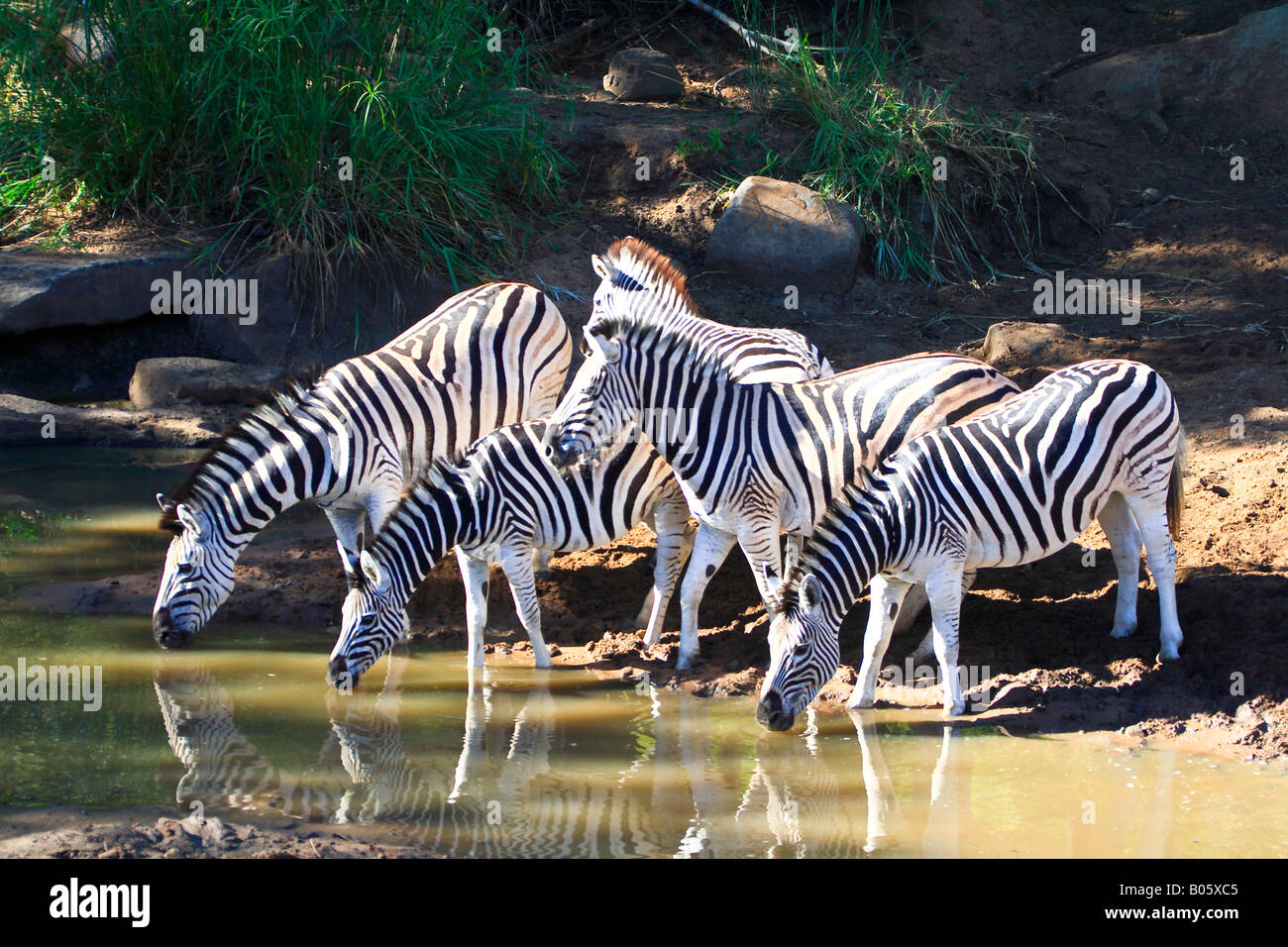 Group of Zebra at the Mphafa hide, Hluhluwe Imfolozi Park, Kwazulu ...