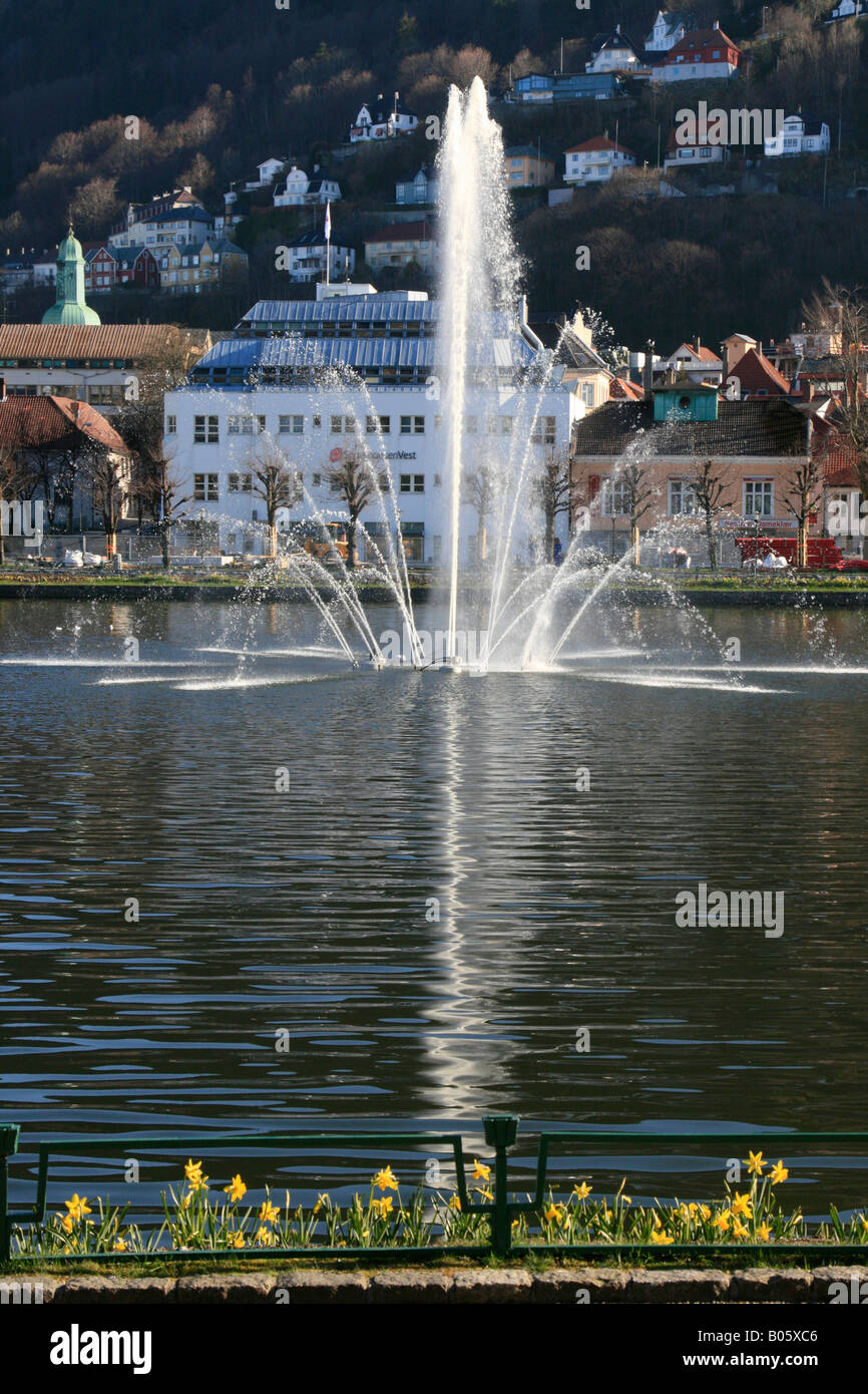 spring daffodils & lake fountain The Norwegian city of Bergen, an ...