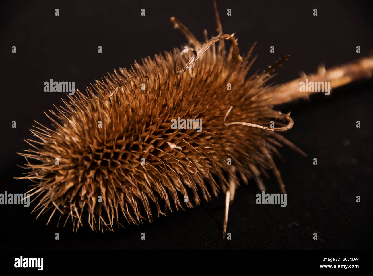 Teasel dried head hi-res stock photography and images - Alamy