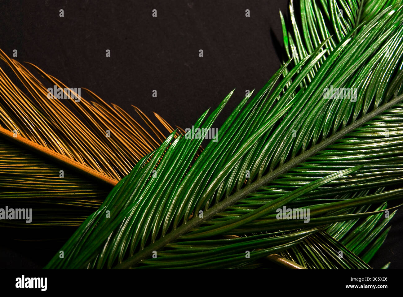 Dried palm fronds hi-res stock photography and images - Alamy