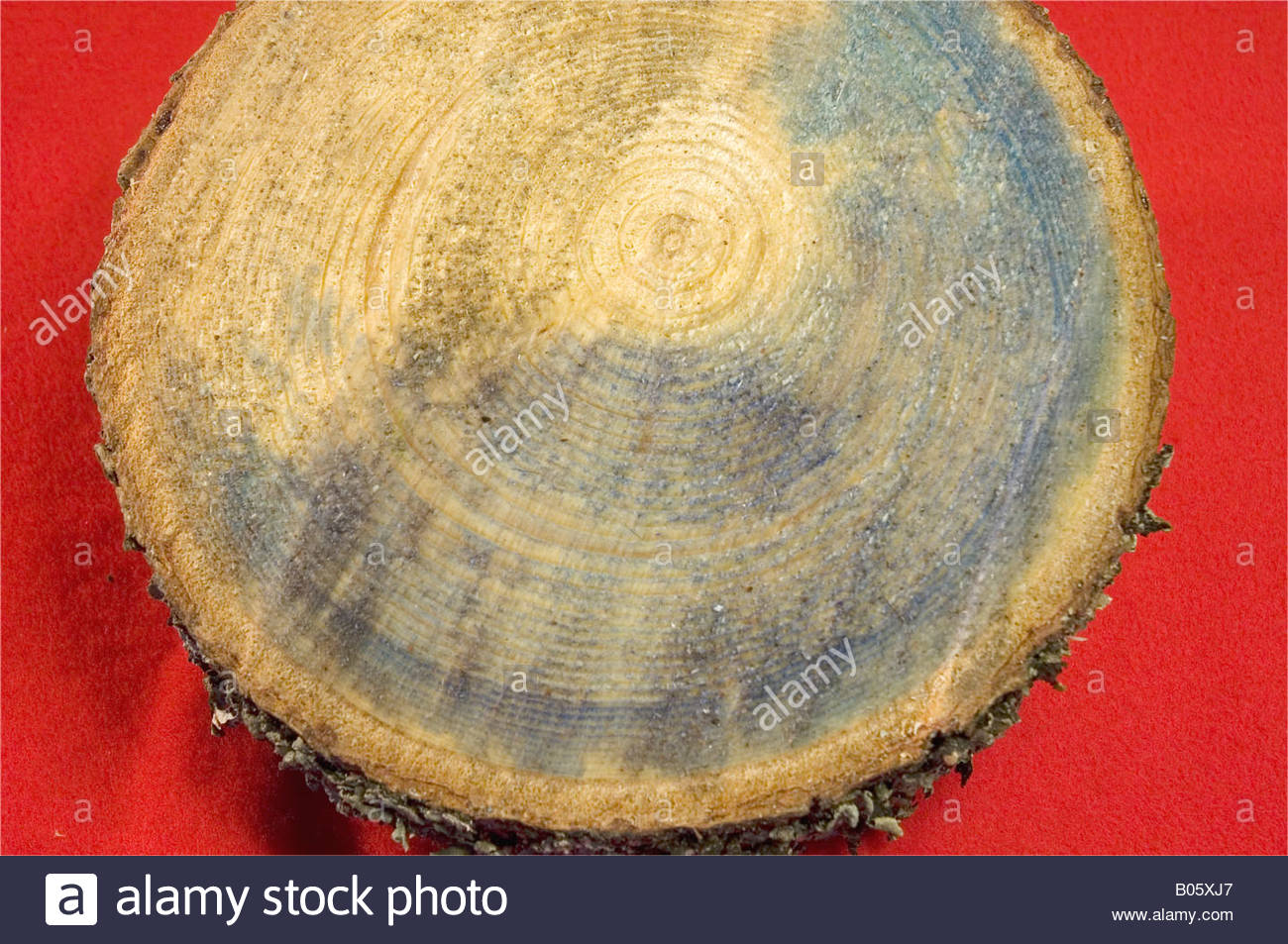 Blue Stain Fungus Stock Photos & Blue Stain Fungus Stock Images - Alamy