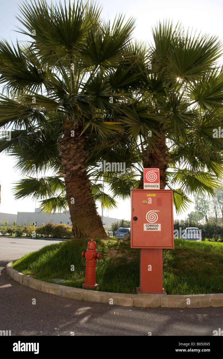 a fire hydrant and hose beneath a palm tree in Italy Stock Photo - Alamy