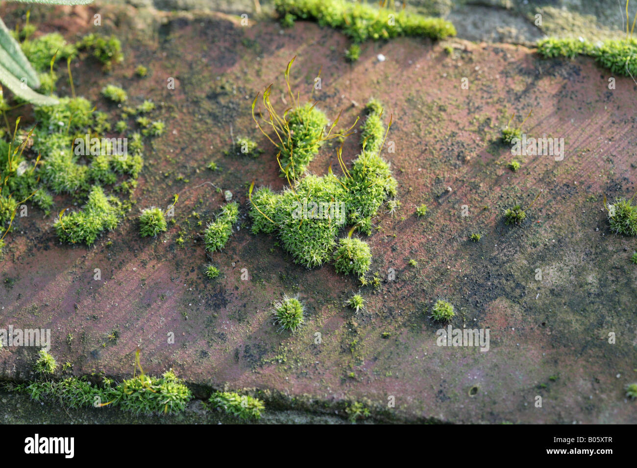 Tortula muralis Screw- Moss growing on a wall in a Cheshire Garden,on a ...