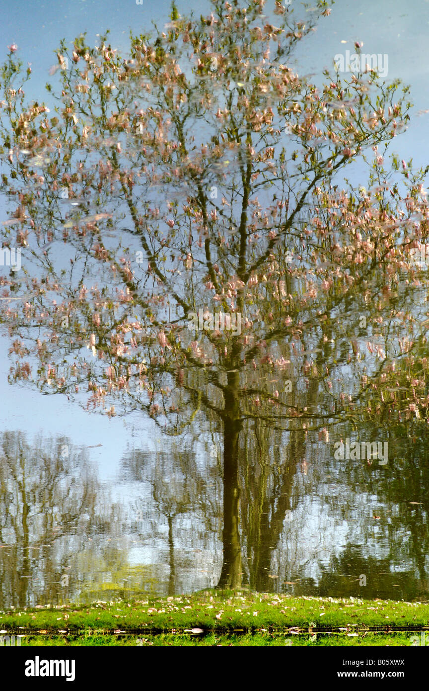 Blooming cherry tree reflected in water pond lake in botanic garden ...