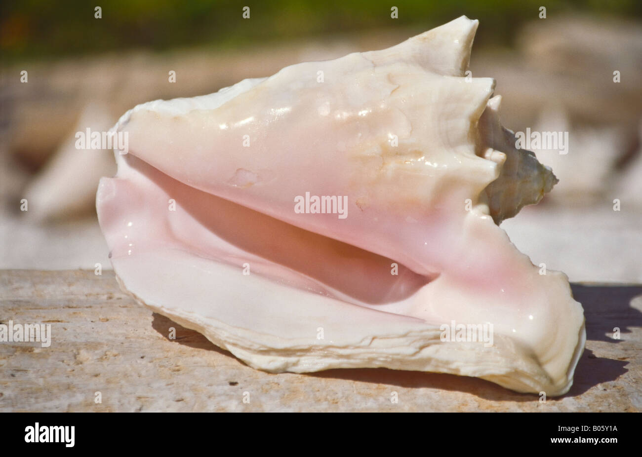Strombus Giga Shell Botuto Stock Photo - Alamy