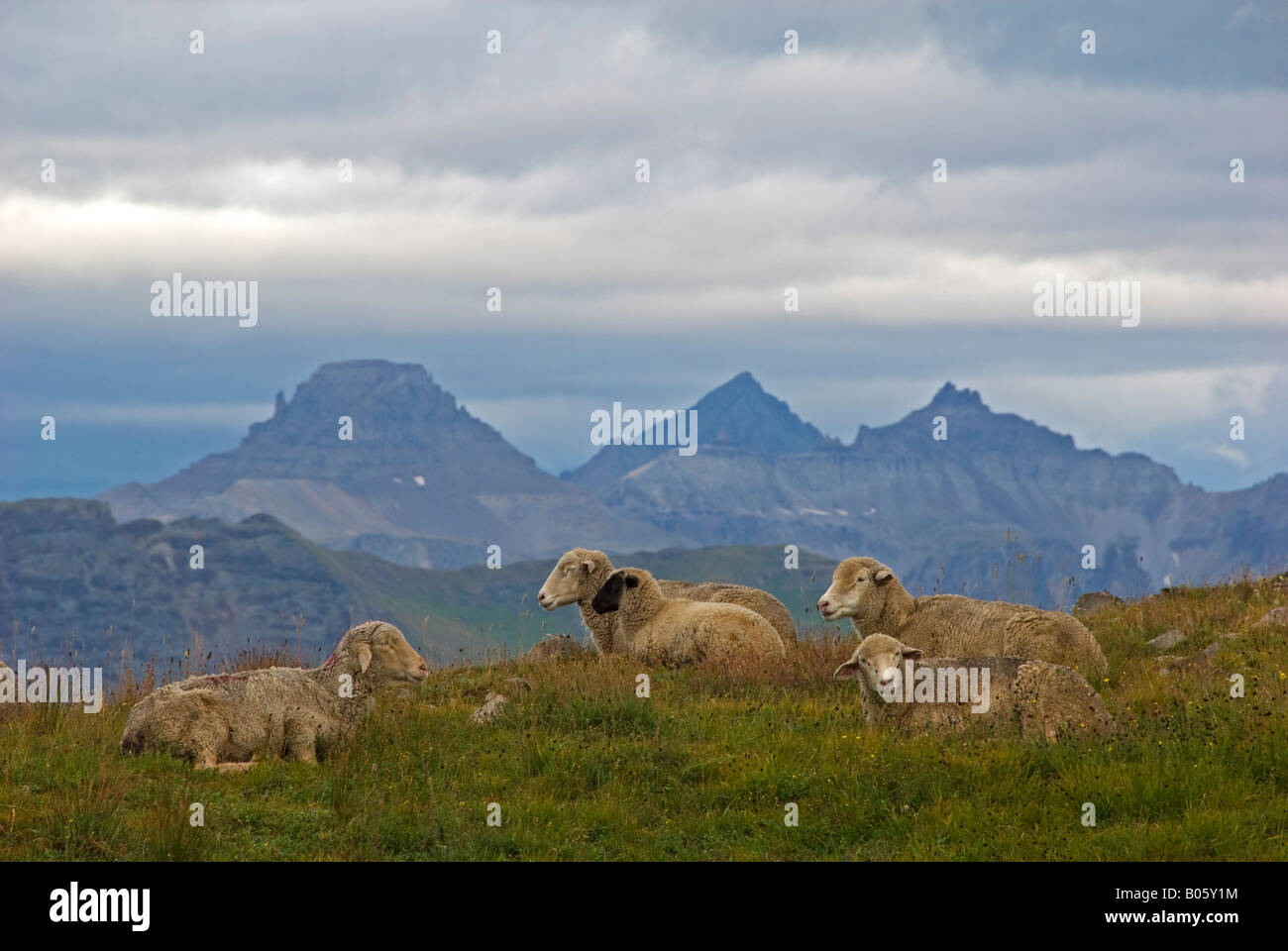 Sheep in a jeep hi-res stock photography and images - Alamy