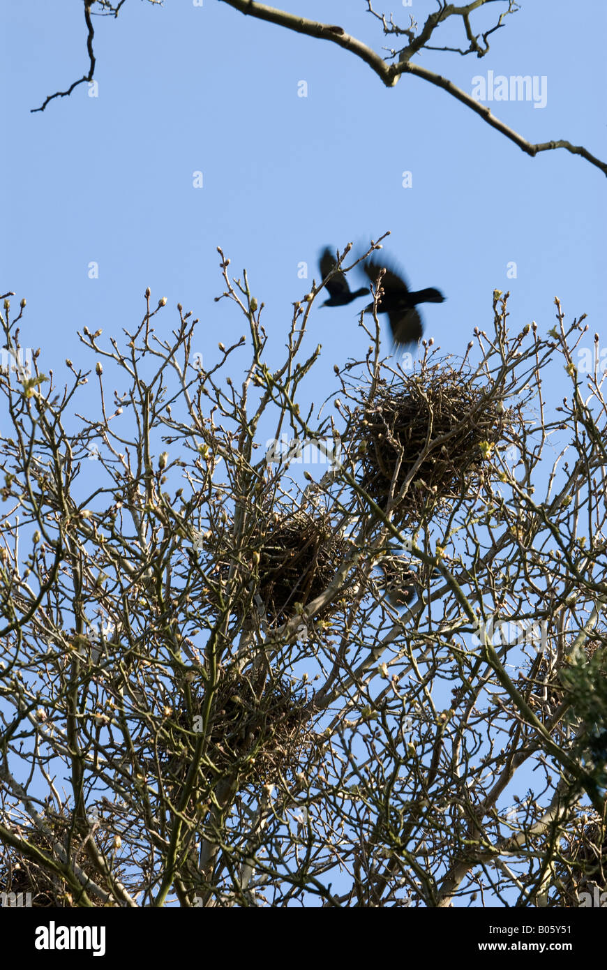 Rooks flying above their nests in a rookery Stock Photo - Alamy