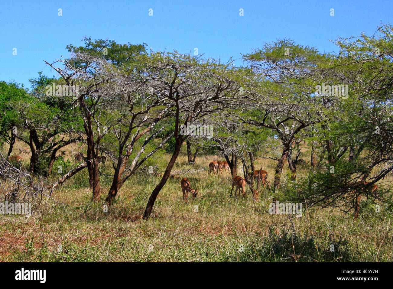 Typical Zululand landscape Stock Photo - Alamy