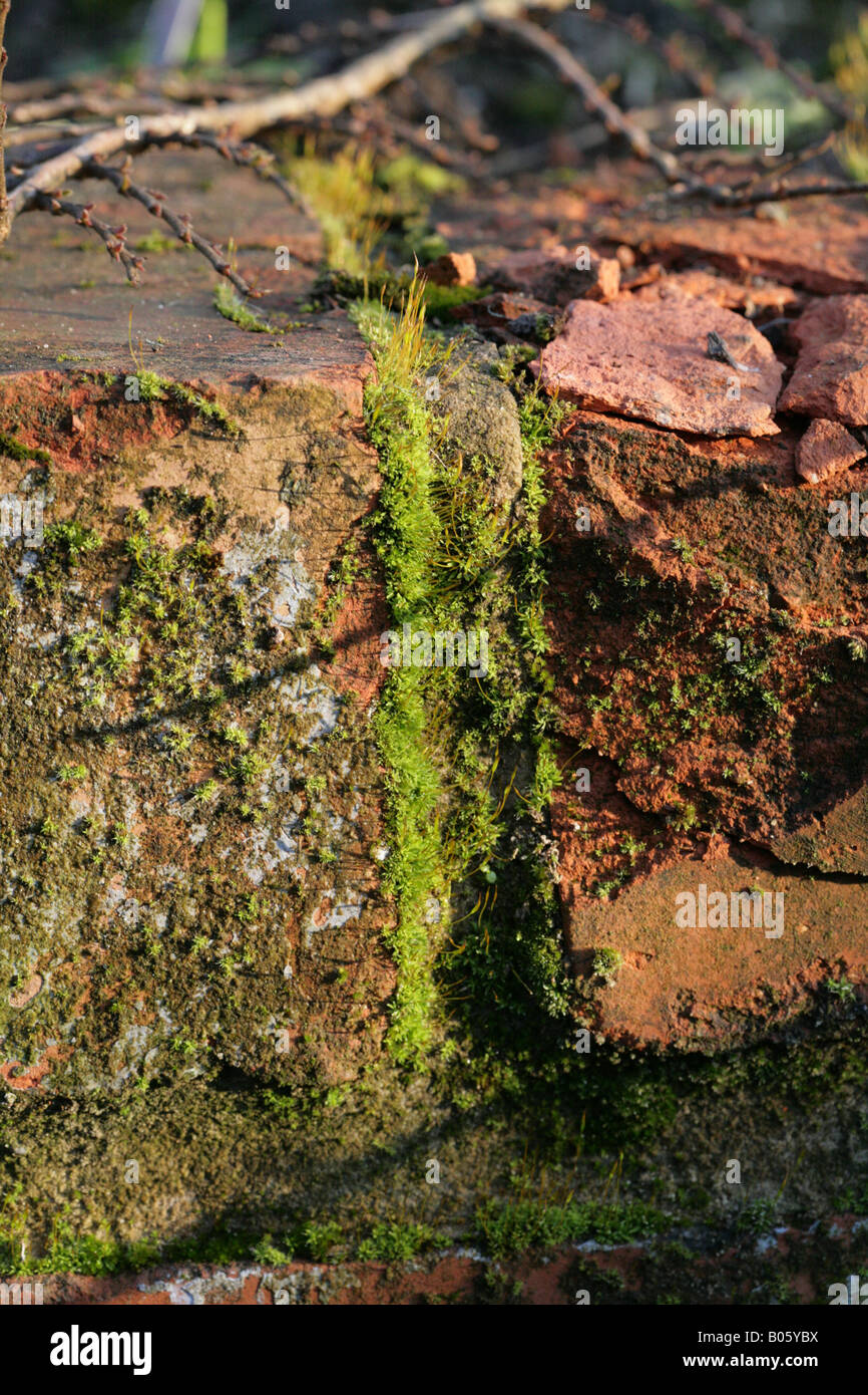 Tortula moss tortula muralis hi-res stock photography and images - Alamy