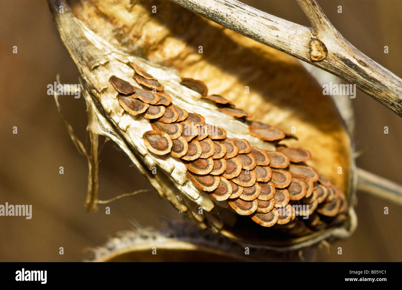 Milkweed seeds ready for dispersal by the wind Stock Photo - Alamy
