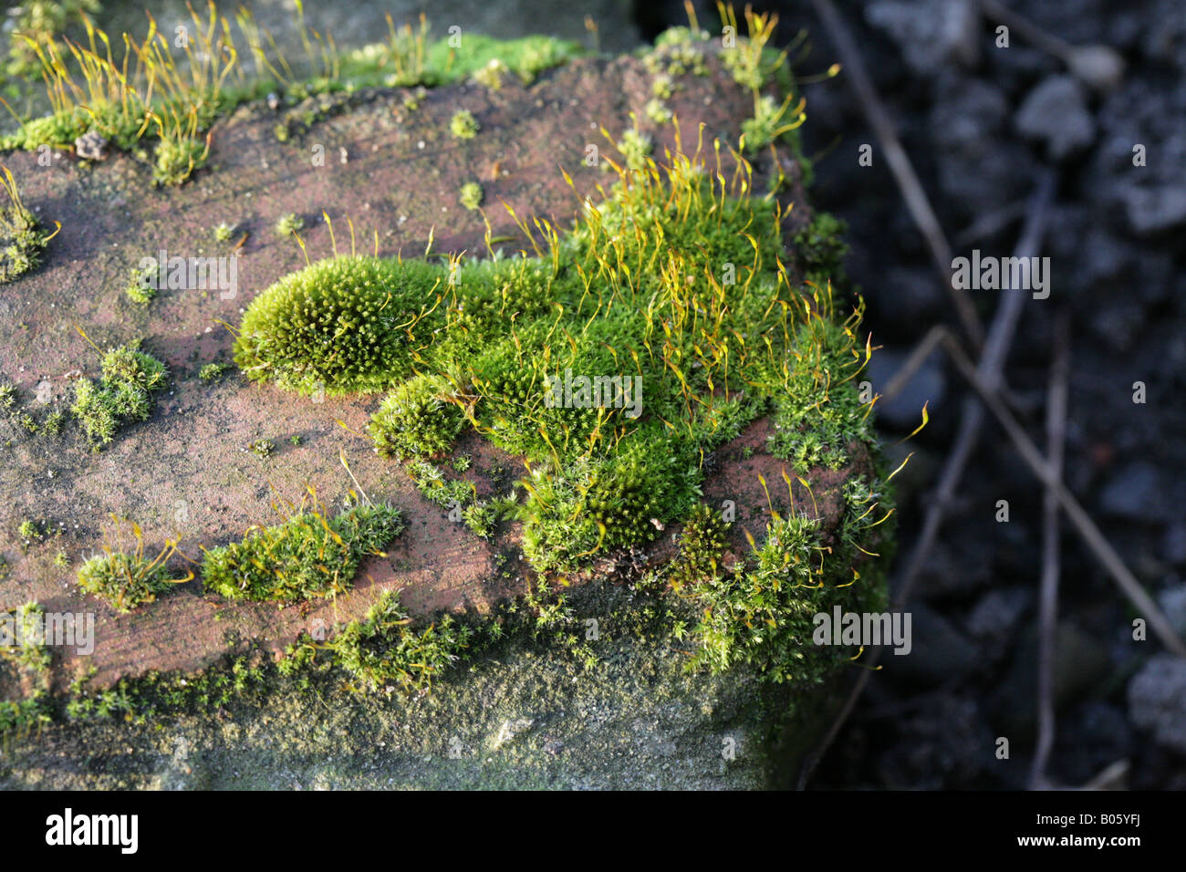 Wall screw mosses hi-res stock photography and images - Alamy