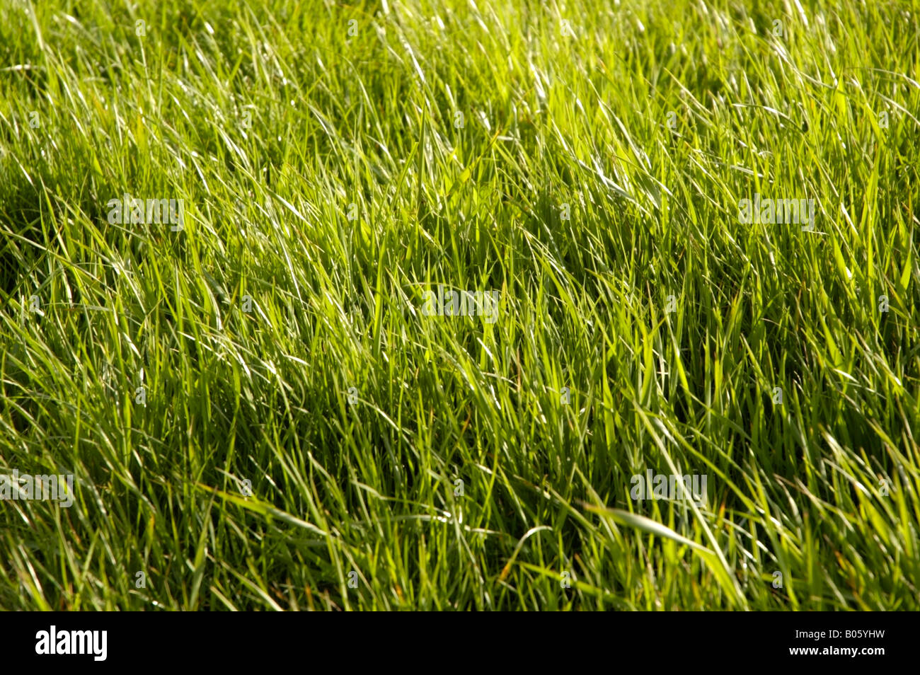 Long English grass in the spring sunshine Stock Photo - Alamy