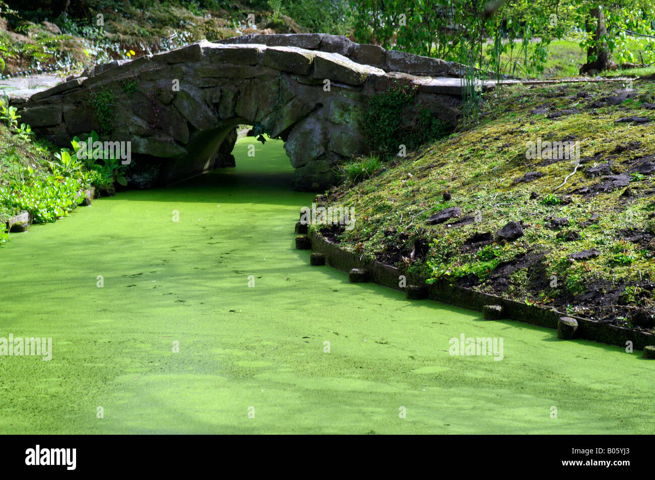 Curved water canal with green algae plant on surface in arboretum ...