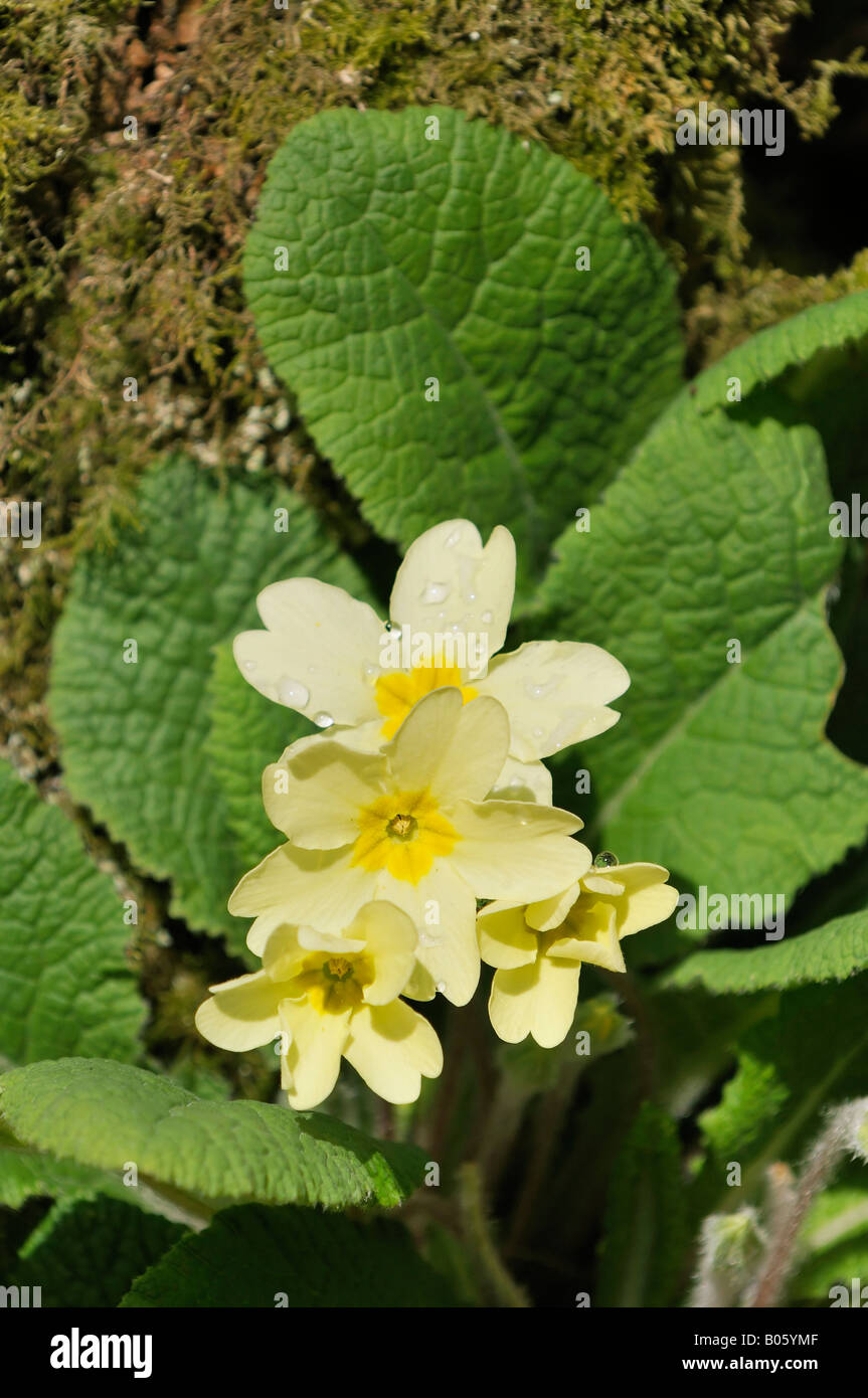 Hedge of primrose hi-res stock photography and images - Alamy