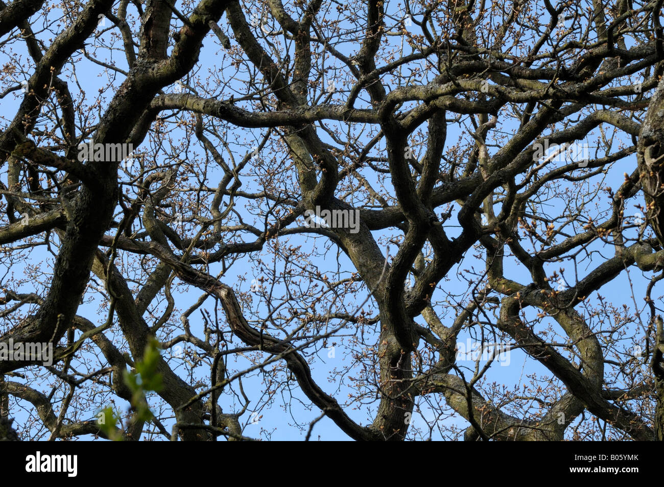 Tree boughs against sky Stock Photo - Alamy