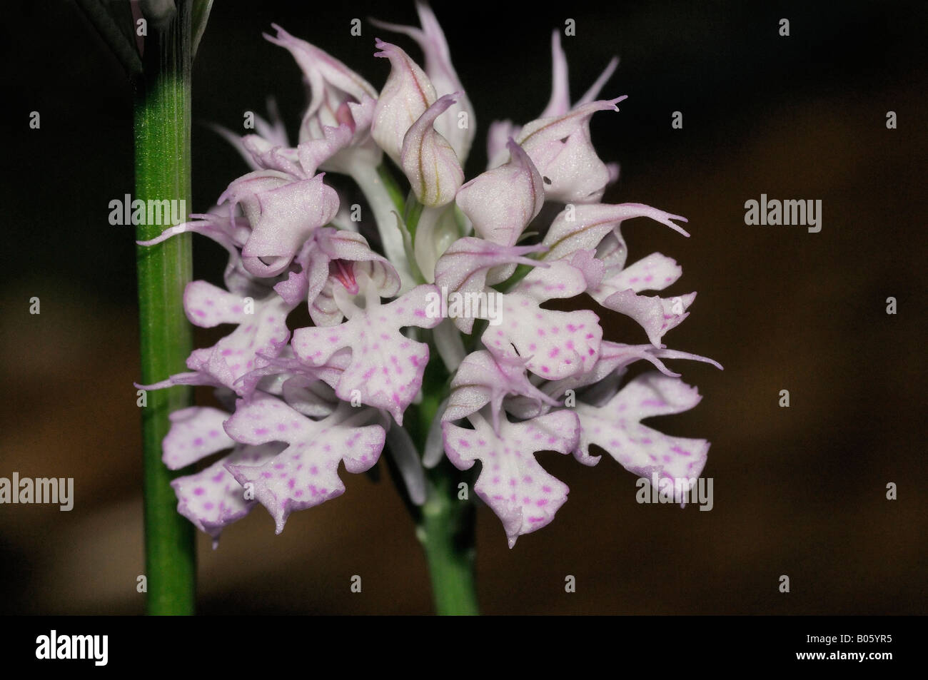 Toothed Orchid Neotinea tridentata Stock Photo - Alamy