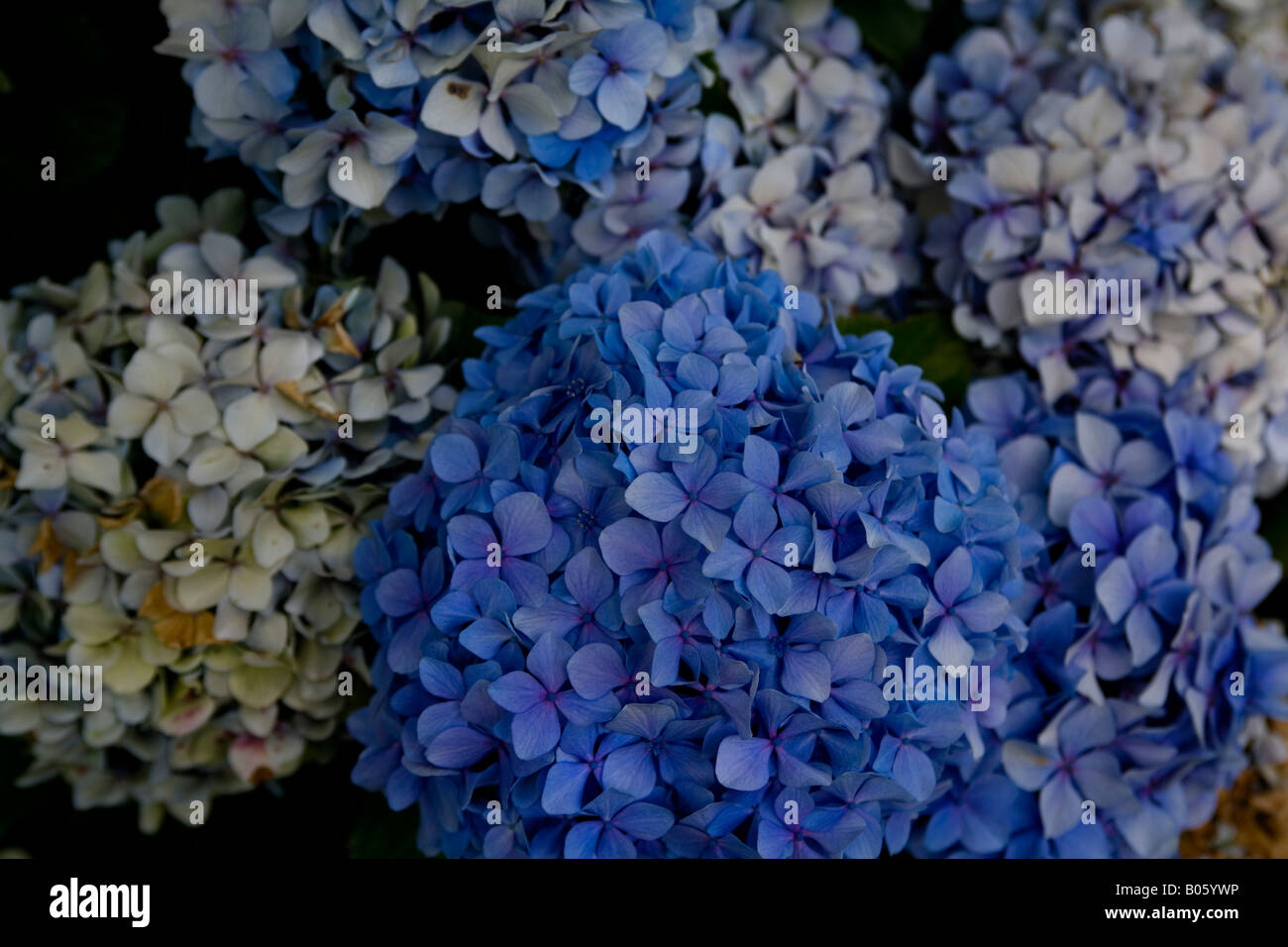 Blue and white geranium flowers in a garden Stock Photo - Alamy