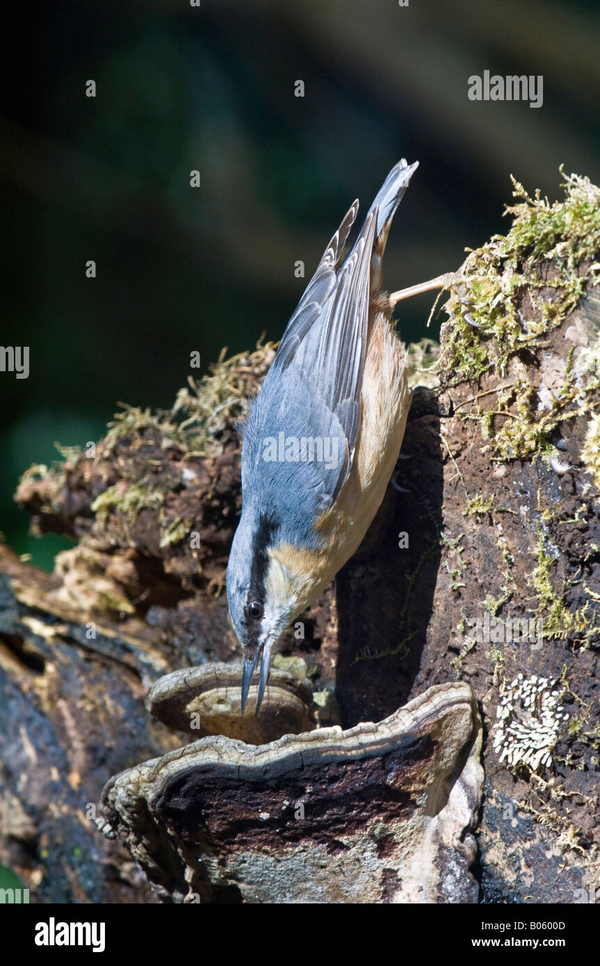Nuthatch (Sitta europaea) in woodland Stock Photo - Alamy