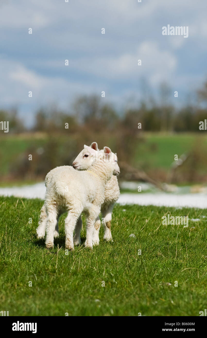 Lambs Snow High Resolution Stock Photography and Images - Alamy