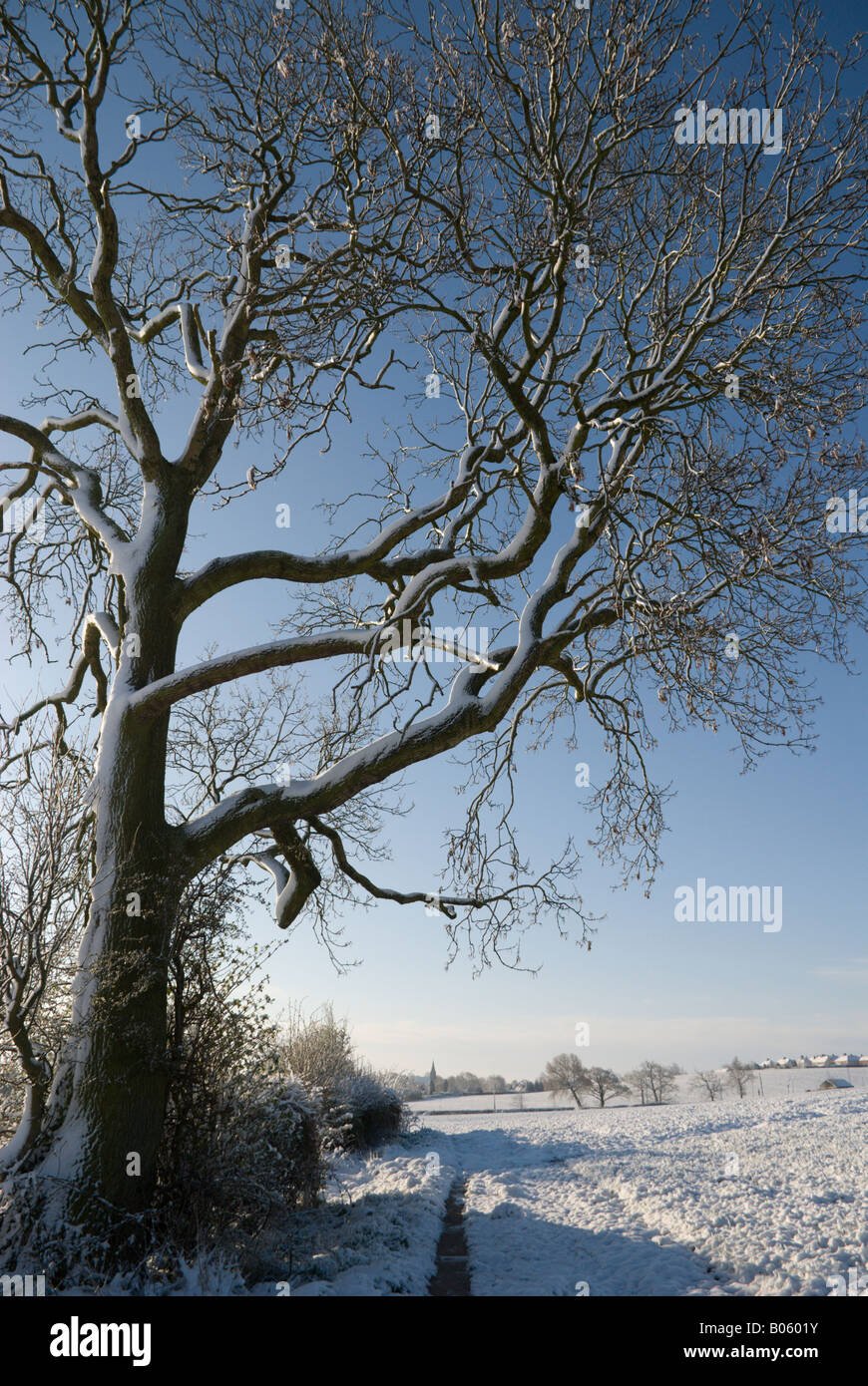 Snow scene with tree and fields Stock Photo - Alamy