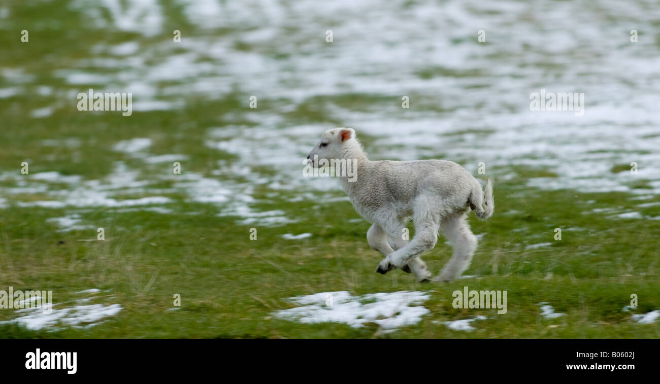 A baby lamb running acrossa snowy field in spring in England, UK Stock ...