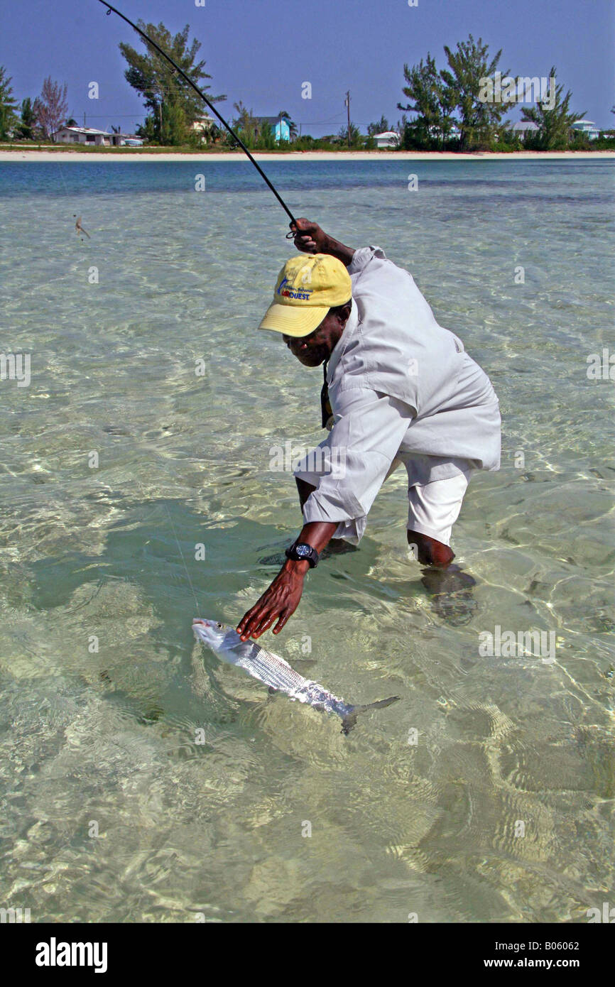Bone fish hi-res stock photography and images - Alamy