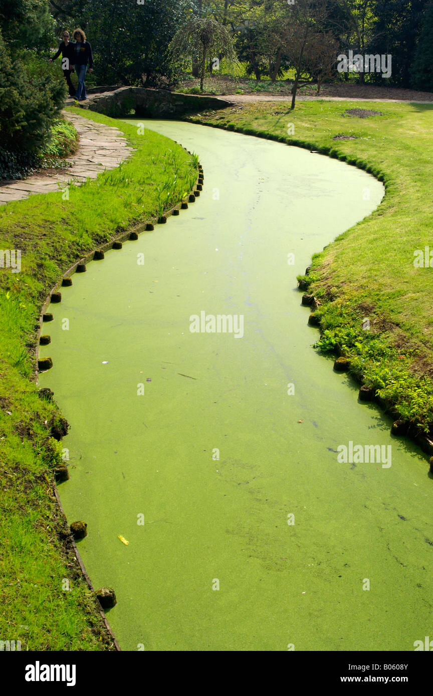 Curved water canal with green algae plant on surface in arboretum ...
