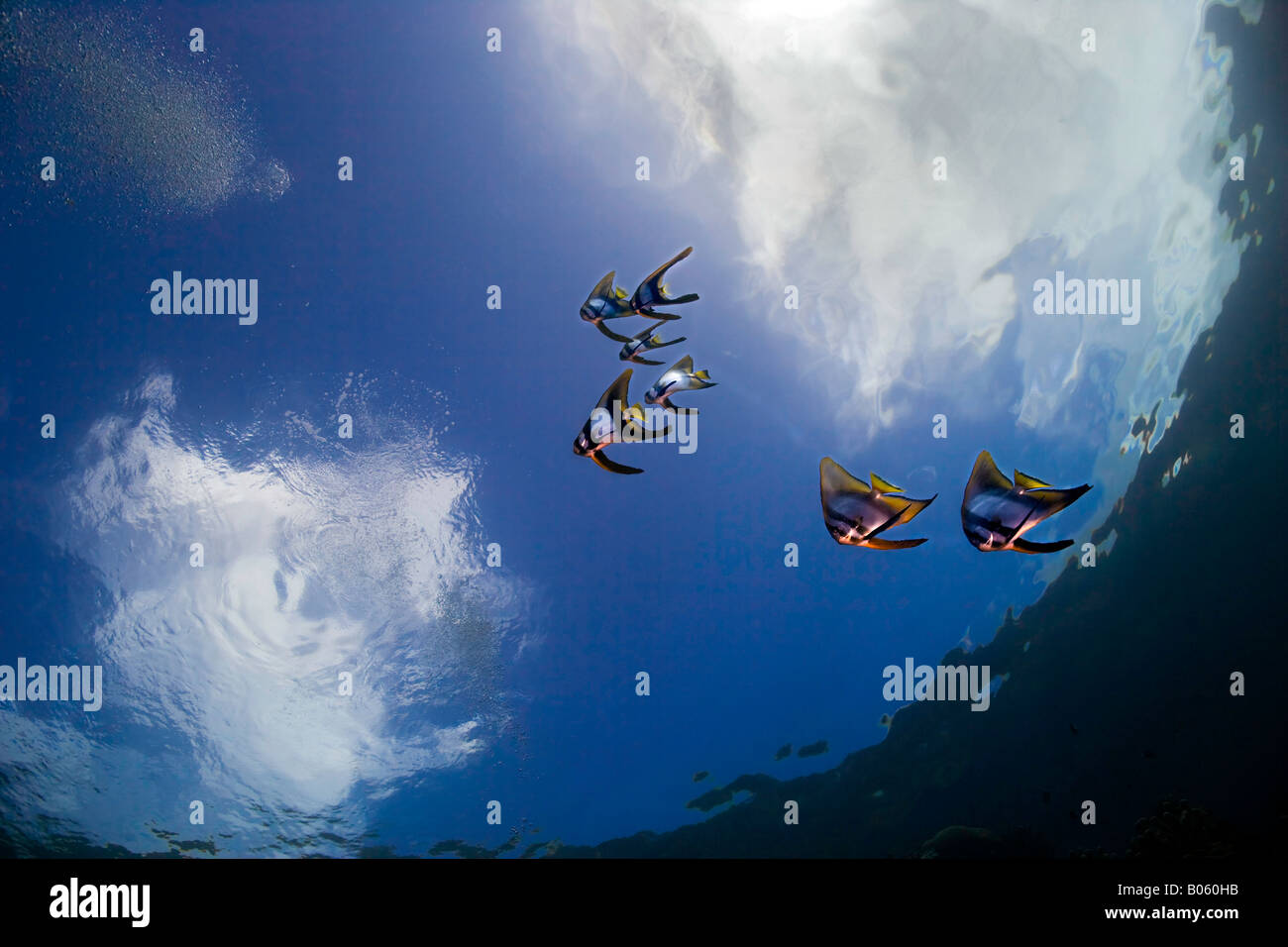 These juvenile Golden Spadefish appear to fly through the sky at Mbulo ...